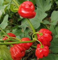 China Hongmo Mid Maturity Extreme Spicy F1 Hybrid Chilli Seeds Bulk Chili Seeds P07 for sale