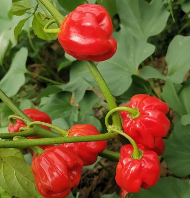 China Hongmo Mid Maturity Extreme Spicy F1 Hybrid Chilli Seeds Bulk Chili Seeds P07 for sale