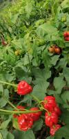 China Hongmo Mid Maturity Extreme Spicy F1 Hybrid Chilli Seeds Bulk Chili Seeds P07 for sale