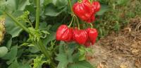 China Hongmo Mid Maturity Extreme Spicy F1 Hybrid Chilli Seeds Bulk Chili Seeds P07 for sale