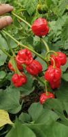 China Hongmo Mid Maturity Extreme Spicy F1 Hybrid Chilli Seeds Bulk Chili Seeds P07 for sale