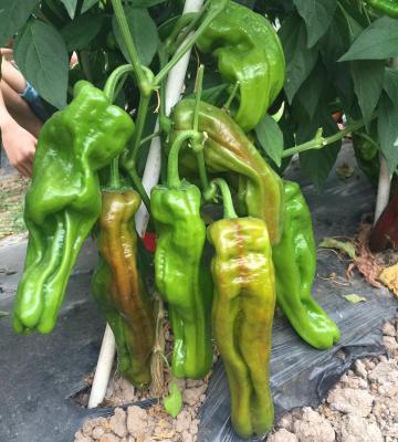 China Meiguang No.202 Big Size Thin Skin Hybrid Green Pepper Seeds Vegetable Seeds P30 for sale