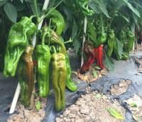 China Meiguang No.202 Big Size Thin Skin Hybrid Green Pepper Seeds Vegetable Seeds P30 for sale