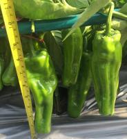 China Meiguang No.202 Big Size Thin Skin Hybrid Green Pepper Seeds Vegetable Seeds P30 for sale