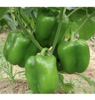 China NG F1 Bulk Hybrid Green Sweet Pepper Seeds Chinese Vegetable Seeds SP01 for sale