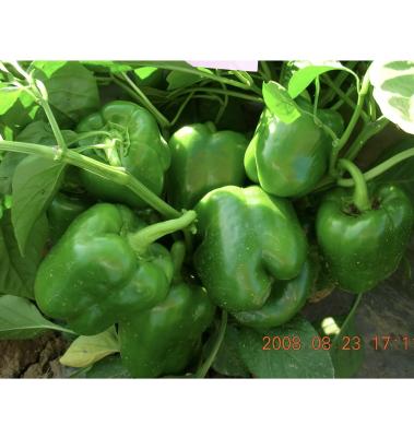 China No.603 F1 Hybrid Bell Pepper Seeds Green Sweet Pepper Seeds For Planting SP02 for sale