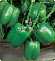 China No.603 F1 Hybrid Bell Pepper Seeds Green Sweet Pepper Seeds For Planting SP02 for sale