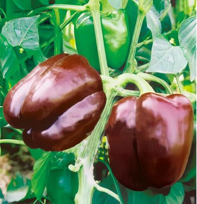 China SP03 Chocolate Mid Maturity Hybrid Bell Pepper Seeds Virus Resistant for sale