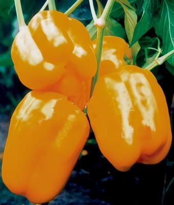 China Chengxing No.2 Orange Hybrid Bell Pepper Seeds For Planting SP05 for sale