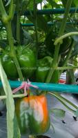 China Chengxing No.2 Orange Hybrid Bell Pepper Seeds For Planting SP05 for sale