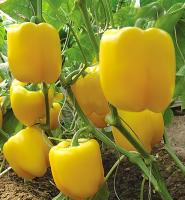 China SP06 Huangxing No.2 Hybrid Yellow Bell Pepper Seeds Color Bulk Sweet Pepper Seeds for sale
