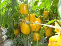 China SP06 Huangxing No.2 Hybrid Yellow Bell Pepper Seeds Color Bulk Sweet Pepper Seeds for sale