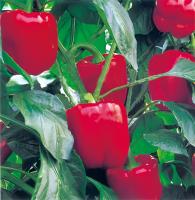China Hongxing No.2 Bell Pepper Seeds , Red Sweet Pepper Seeds Disease Resistant SP08 for sale