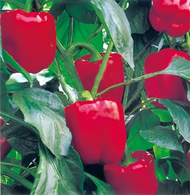 China Hongxing No.2 Bell Pepper Seeds , Red Sweet Pepper Seeds Disease Resistant SP08 for sale