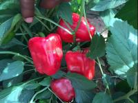 China Hongxing No.2 Bell Pepper Seeds , Red Sweet Pepper Seeds Disease Resistant SP08 for sale