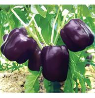China Zixing No.2 Mid Maturity Purple Hybrid Bell Pepper Seeds Capsicum Seeds SP09 for sale