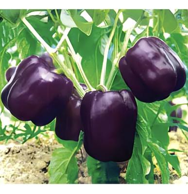 China Zixing No.2 Mid Maturity Purple Hybrid Bell Pepper Seeds Capsicum Seeds SP09 for sale