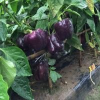 China Zixing No.2 Mid Maturity Purple Hybrid Bell Pepper Seeds Capsicum Seeds SP09 for sale