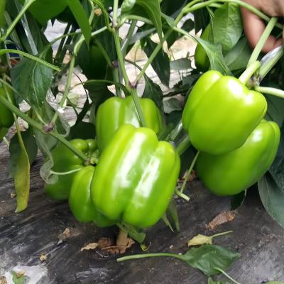 China Lvding No.1 Tolerate Heat Hybrid Green Sweet Pepper Seeds For Commercial Farming SP10 for sale