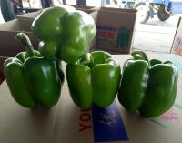 China Lvding No.1 Tolerate Heat Hybrid Green Sweet Pepper Seeds For Commercial Farming SP10 for sale