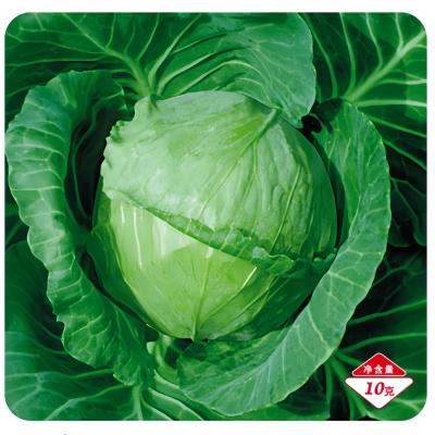 China Xiaguan Mid Early Maturity 50 Days Glossy Hybrid Cabbage Seeds F1 Cabbage Seeds C03 for sale