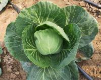 China Xiaguan Mid Early Maturity 50 Days Glossy Hybrid Cabbage Seeds F1 Cabbage Seeds C03 for sale