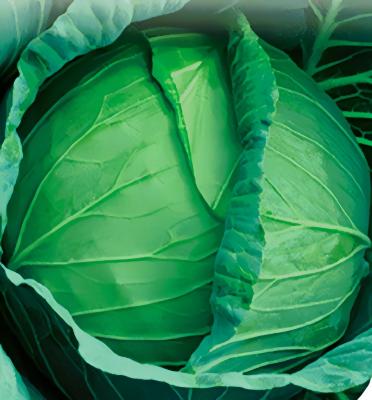 China Xiaguan Heat Resistant 60 Days F1 Hybrid Cabbage Seeds Chinese Vegetable Seeds C05 for sale