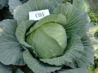 China Xiaguan Heat Resistant 60 Days F1 Hybrid Cabbage Seeds Chinese Vegetable Seeds C05 for sale