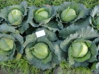 China Xiaguan Heat Resistant 60 Days F1 Hybrid Cabbage Seeds Chinese Vegetable Seeds C05 for sale