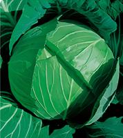 China Xiaxiu Heat Resistant Chinese Cabbage Seeds , Cabbage F1 Hybrid Seeds For Planting C06 for sale