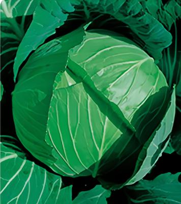 China Xiaxiu Heat Resistant Chinese Cabbage Seeds , Cabbage F1 Hybrid Seeds For Planting C06 for sale
