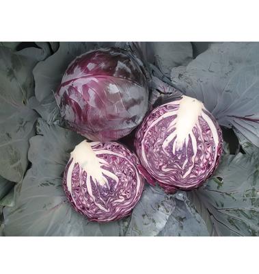China Zizuan High Yield Hybrid Purple Cabbage Seeds Bulk Cabbage Vegetable Seeds C07 for sale