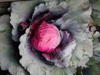 China Zizuan High Yield Hybrid Purple Cabbage Seeds Bulk Cabbage Vegetable Seeds C07 for sale