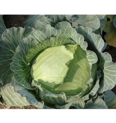 China JF No.1 Mid Late Maturity Oblateness Cabbage Seeds Bulk, Hybrid Cabbage Seeds Long Shelf Life C39 for sale