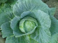 China JF No.1 Mid Late Maturity Oblateness Cabbage Seeds Bulk, Hybrid Cabbage Seeds Long Shelf Life C39 for sale