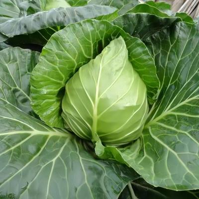 China Chunbao High Yield F1 Hybri Green Cabbage Seeds With Very Early Maturity C55 for sale