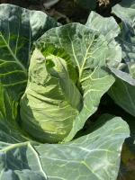 China Chunbao High Yield F1 Hybri Green Cabbage Seeds With Very Early Maturity C55 for sale