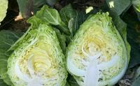 China Chunbao High Yield F1 Hybri Green Cabbage Seeds With Very Early Maturity C55 for sale
