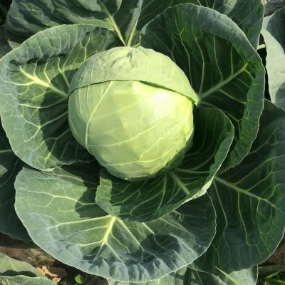 China Hongmei Early Maturity Hybrid Cabbage Varieties 60 To 70 Days Long Storage For Planting C11 for sale