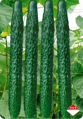 China Hengyou No.806 F1 Hybrid Summer Cucumber Planting Seeds High Yield CU01 for sale