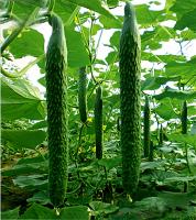 China Jinyan No.4 High Yield Long Op Bulk Cucumber Seeds In Vegetable Seeds CU02 for sale