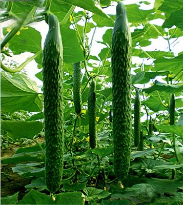 China Jinyan No.4 High Yield Long Op Bulk Cucumber Seeds In Vegetable Seeds CU02 for sale