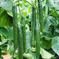 China Jinyan No.4 High Yield Long Op Bulk Cucumber Seeds In Vegetable Seeds CU02 for sale