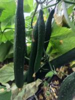 China Jinyan No.4 High Yield Long Op Bulk Cucumber Seeds In Vegetable Seeds CU02 for sale