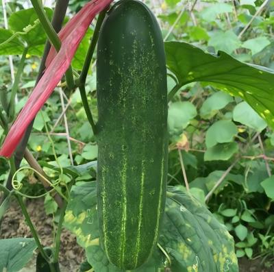China No.909 F1 Hybrid Bulk Cucumber Seeds Commercial Chinese Cucumber Seeds CU06 for sale