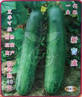 China No.909 F1 Hybrid Bulk Cucumber Seeds Commercial Chinese Cucumber Seeds CU06 for sale