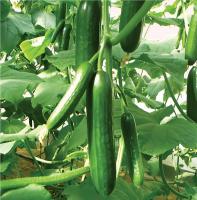 China Zhenna Parthenocarpy Long Green Greenhouse Cucumber Seeds Mildew Resistance CU07 for sale