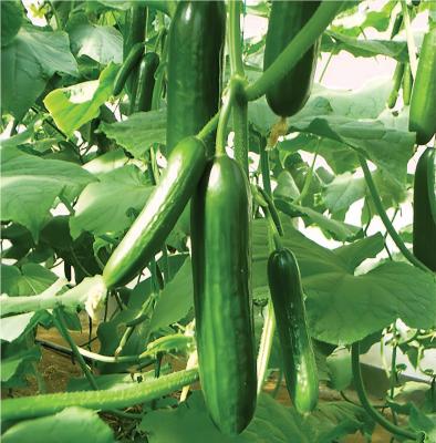 China Zhenna Parthenocarpy Long Green Greenhouse Cucumber Seeds Mildew Resistance CU07 for sale