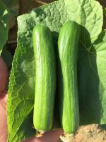China Zhenna Parthenocarpy Long Green Greenhouse Cucumber Seeds Mildew Resistance CU07 for sale