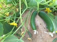 China Zhenna Parthenocarpy Long Green Greenhouse Cucumber Seeds Mildew Resistance CU07 for sale